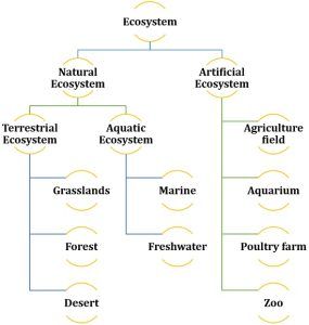 Difference Between Natural and Artificial Ecosystem (with Comparison ...