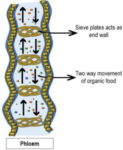 Difference Between Meristematic and Permanent Tissue (with Comparison ...