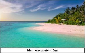 Difference Between Natural and Artificial Ecosystem (with Comparison ...