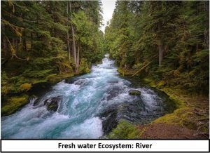Difference Between Natural and Artificial Ecosystem (with Comparison ...