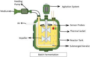 Difference Between Batch and Continuous Fermentation (with Comparison Chart) - Bio Differences