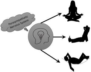 Difference Between Sympathetic and Parasympathetic Nervous System (with ...
