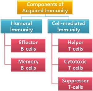 Difference Between Innate and Acquired Immunity (with Comparison Chart ...