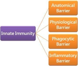 Difference Between Innate and Acquired Immunity (with Comparison Chart ...