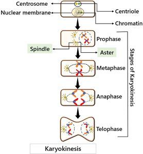 Difference Between Cytokinesis and Karyokinesis (with Comparison Chart ...