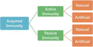 Difference Between Innate and Acquired Immunity (with Comparison Chart ...