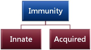 Difference Between Innate and Acquired Immunity (with Comparison Chart ...
