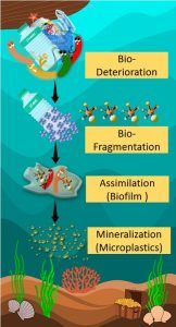 Difference Between Biodegradation and Bioremediation (with Comparison ...