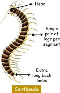 Difference Between Centipede and Millipede (with Comparison Chart ...