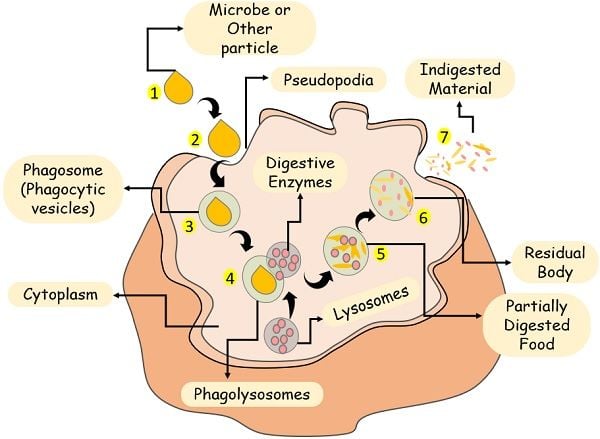 Difference Between Intracellular And Extracellular Digestion with Difference Between Intracellular And Extracellular Digestion with