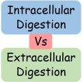 Difference Between Intracellular and Extracellular Digestion (with ...
