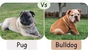 Difference Between Pug and Bulldog (with Comparison Chart) - Bio ...