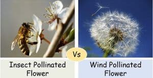 Difference Between Insect Pollinated and Wind Pollinated Flower (with ...