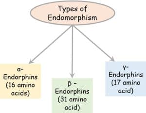 Difference Between Dopamine and Endorphins (with Comparison Chart) - Bio Differences