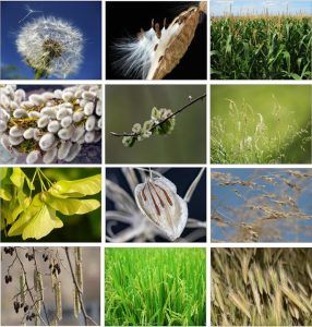 Difference Between Insect Pollinated and Wind Pollinated Flower (with ...