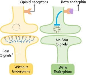 Difference Between Dopamine and Endorphins (with Comparison Chart) - Bio Differences