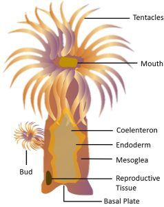 Difference Between Polyp and Medusae (with Comparison Chart) - Bio ...