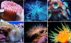 Difference Between Polyp and Medusae (with Comparison Chart) - Bio ...